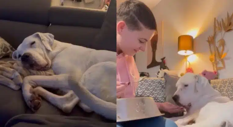 Cette influenceuse perd son chien sauvé de la SPA, elle lui rend un ...