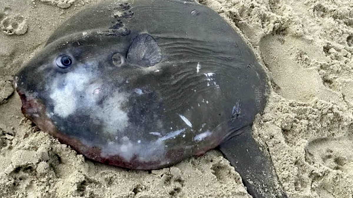 Une femme découvre une étrange créature échouée sur la plage