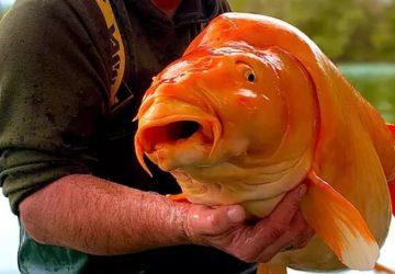 Ce pêcheur a sorti un énorme "poisson rouge" de l'eau