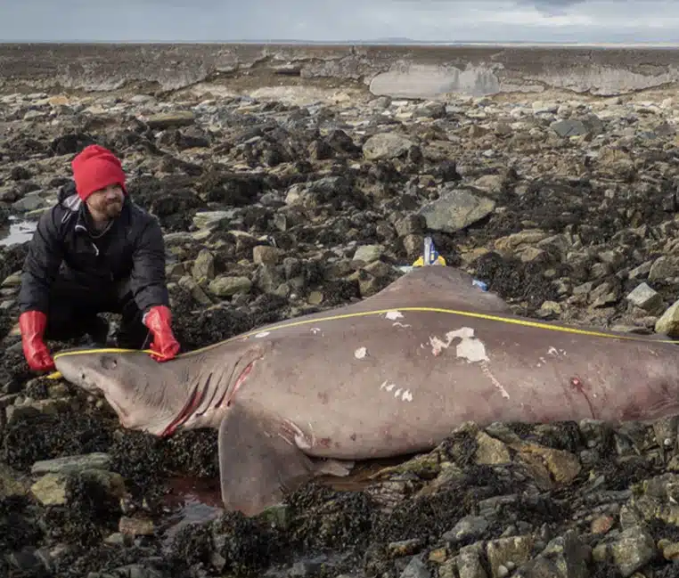 Irlande : un requin, très rarement visible, s’échoue sur les côtes