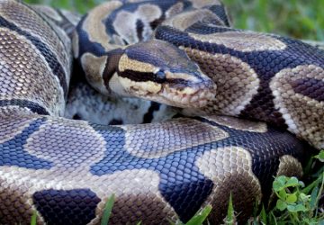 Alerte : un python est activement recherché