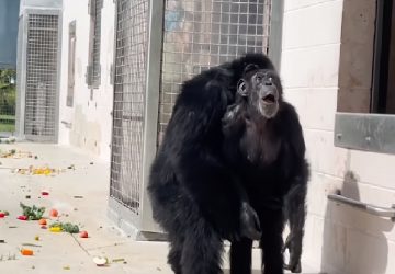 Vanilla le chimpanzé découvre le ciel pour la première fois, une ...