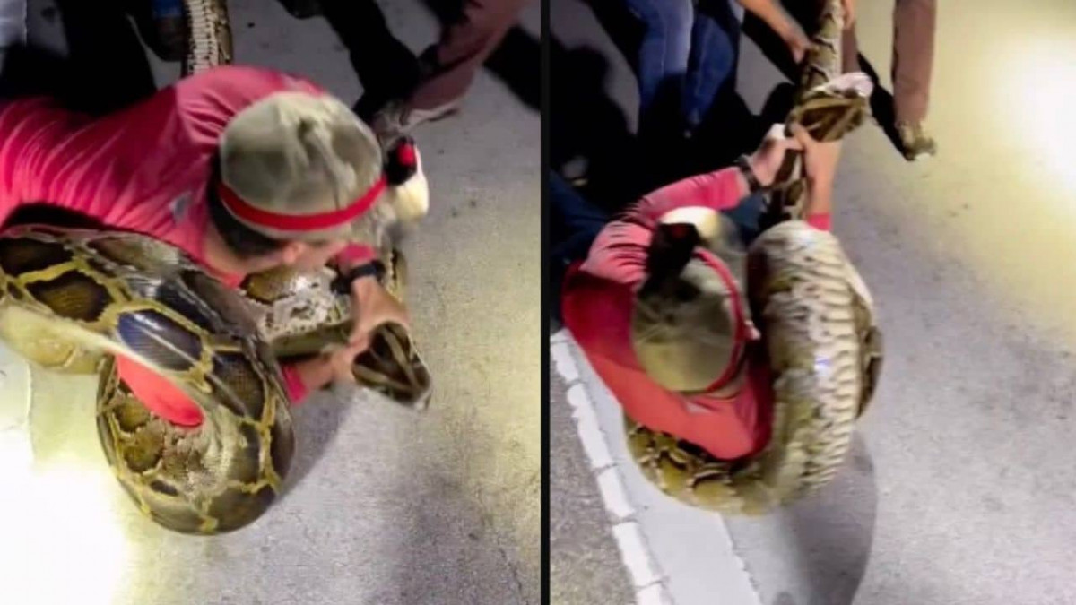 Deux hommes voulaient lâcher un python sur une fillette pour qu'il la ...