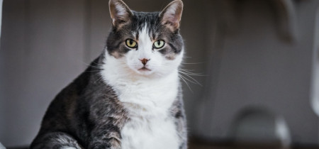 Votre animal de compagnie est obèse, et vous ne le savez peut-être pas