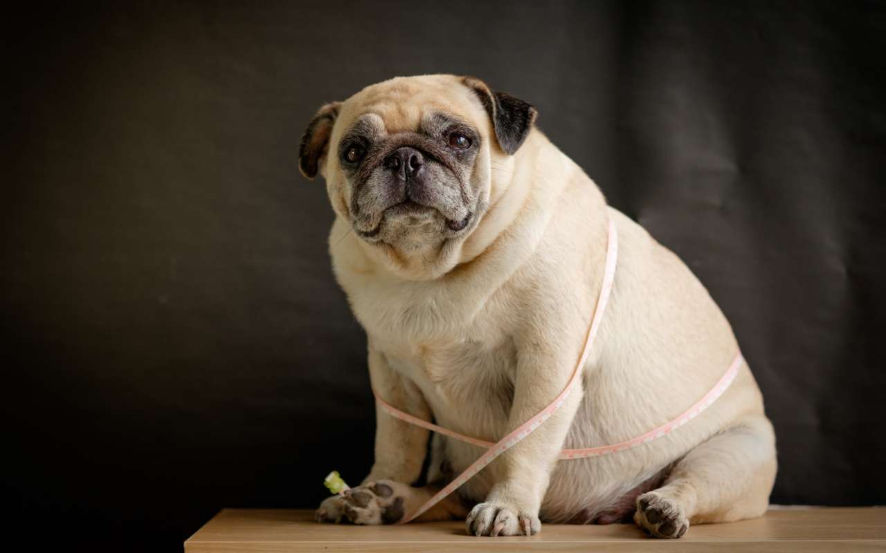 Votre animal de compagnie est obèse, et vous ne le savez peut-être pas