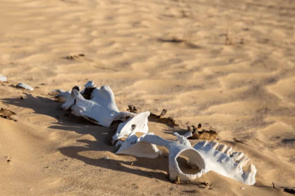 Des ossements découverts sur une plage par un pêcheur