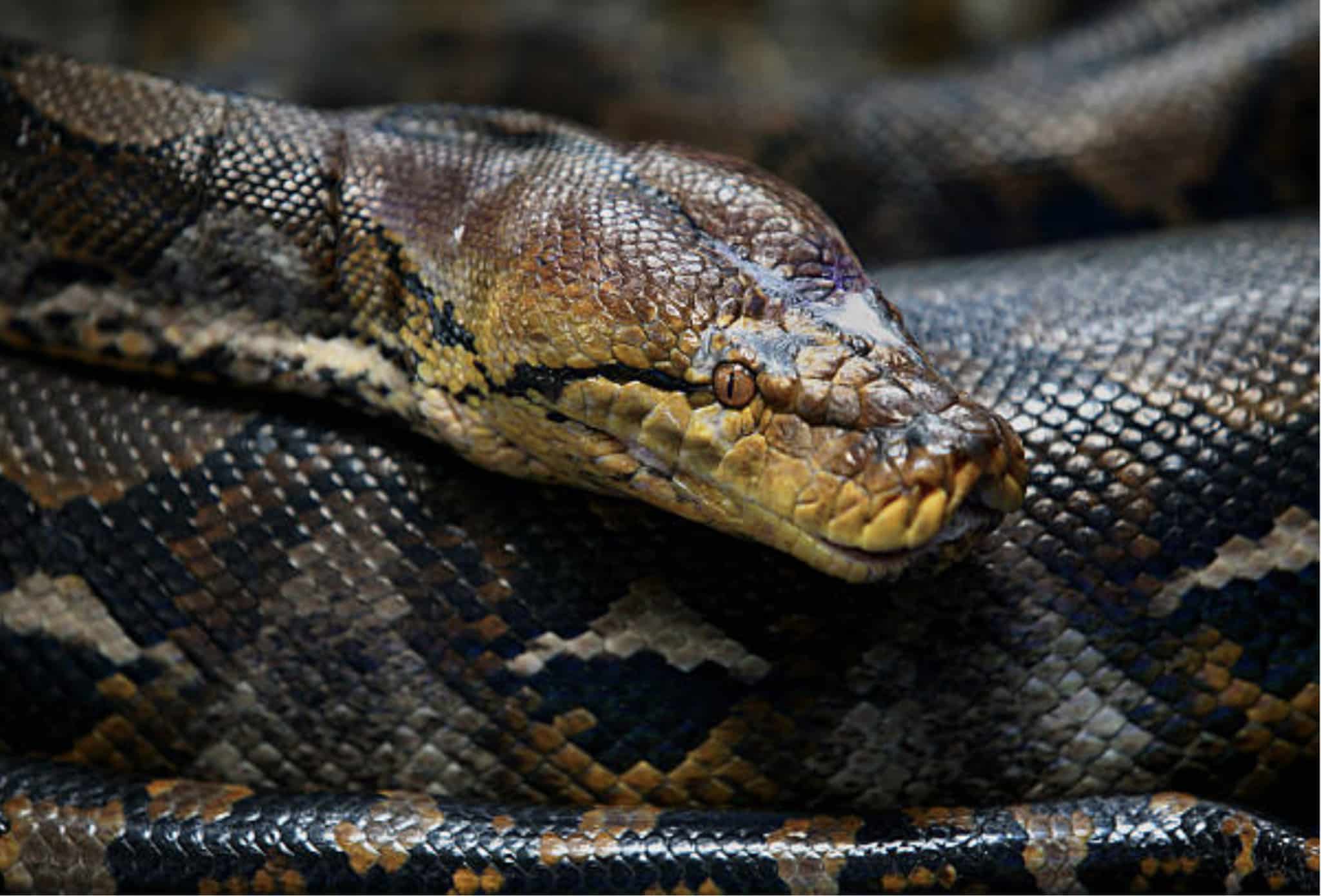 Un python avale complètement le corps d'une mère indonésienne