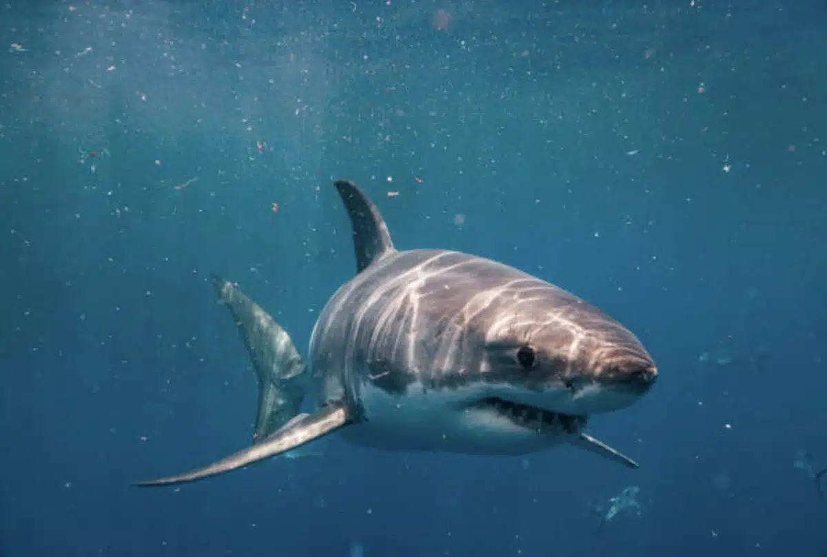Record battu pour un requin blanc géant aperçu près des plages très ...