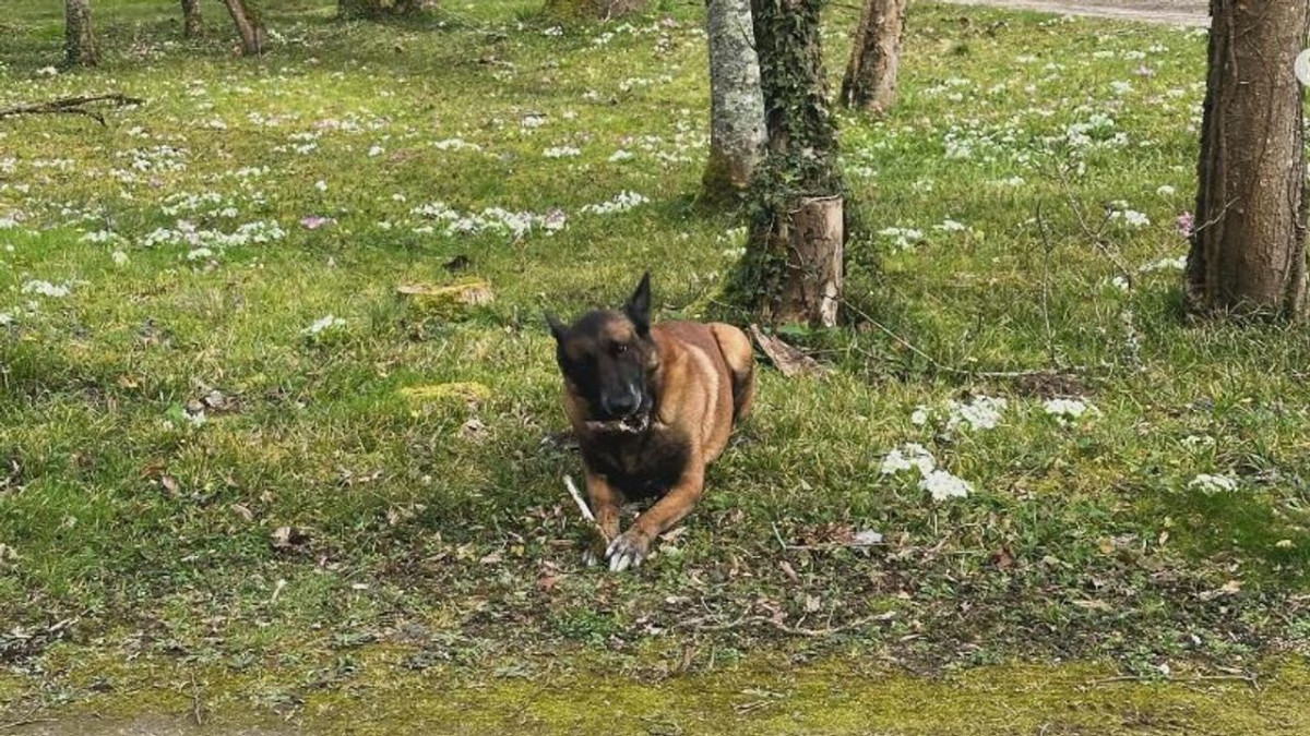 Loubo, le chien d'Alain Delon, euthanasié à sa mort ? La réponse de ses ...