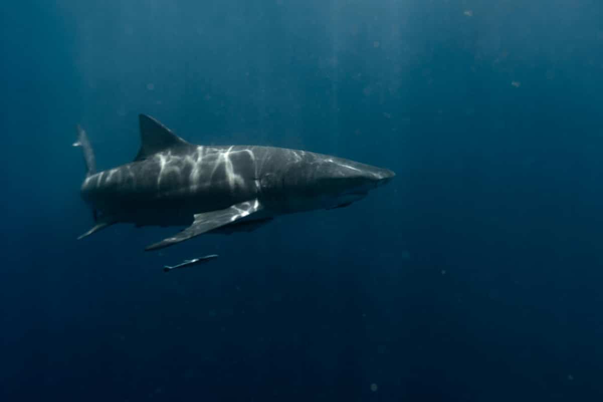 Ces 10 requins rôdent près des côtes françaises, certains nagent à ...