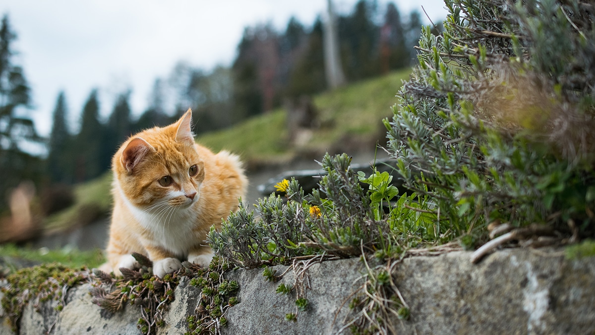 Un chat revient auprès de son maître après avoir disparu pendant 15 ans ...