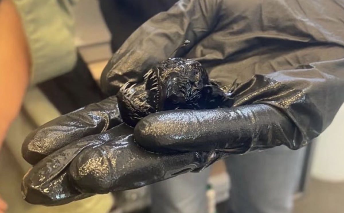 Remonté à la surface, un diable noir est filmé pour la première fois en ...