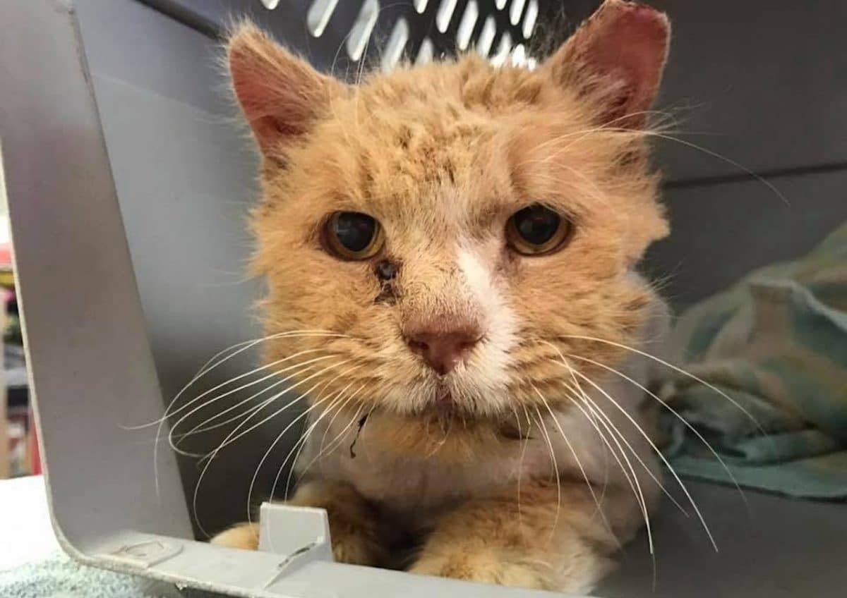 Ce chat errant était dans un état désespéré, mais 24 heures après son ...