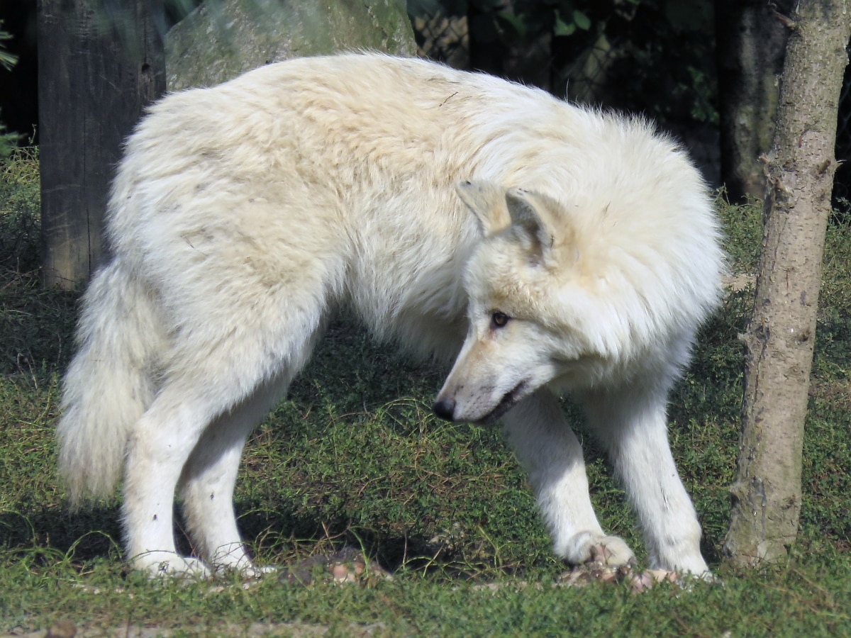 Le « loup sinistre » : Des scientifiques viennent de ressusciter ce ...