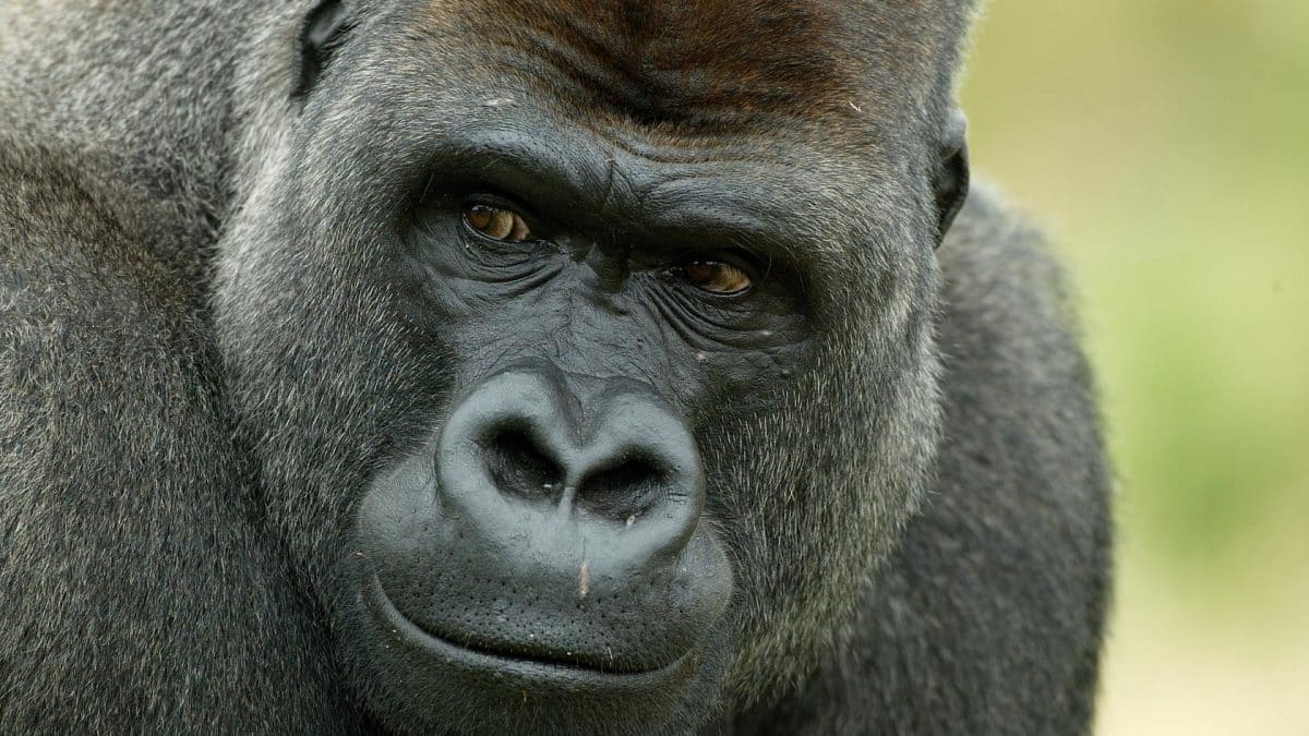 100 hommes peuvent-ils battre un gorille ? Le débat absurde qui affole ...