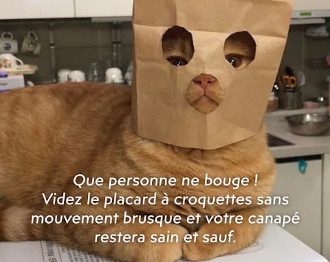 Les meilleurs mèmes sur les chats