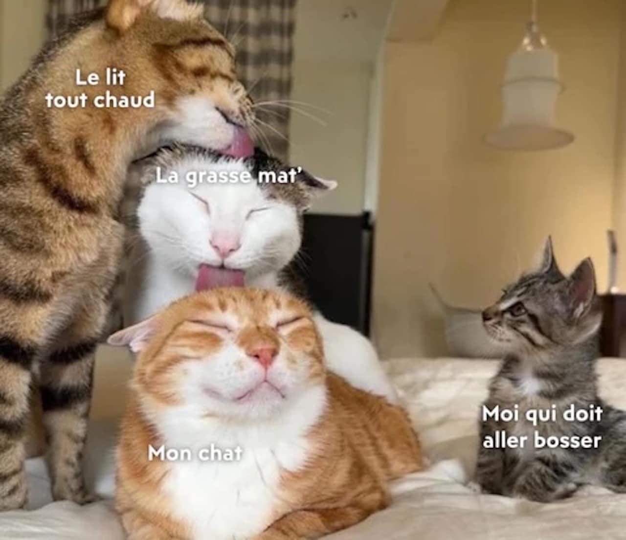 Les meilleurs mèmes sur les chats
