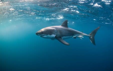 Floride : une fillette de six ans survit miraculeusement à une attaque ...