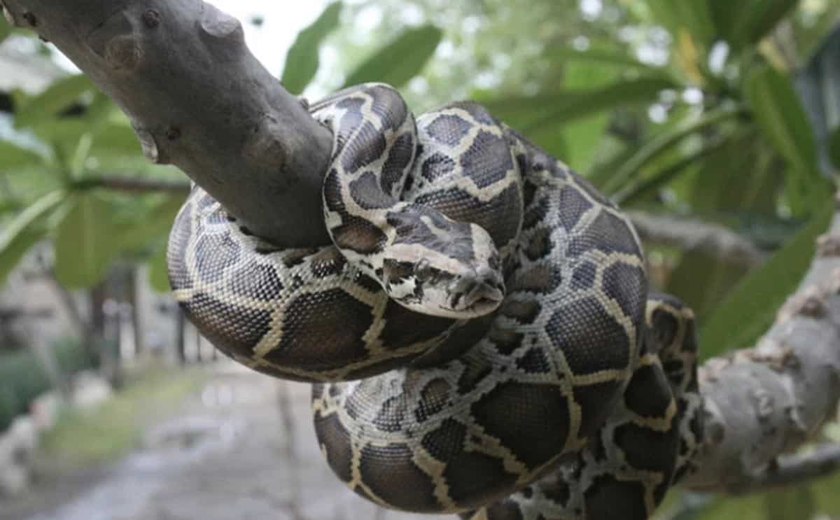 Un homme avalé par un python de 8,5 mètres
