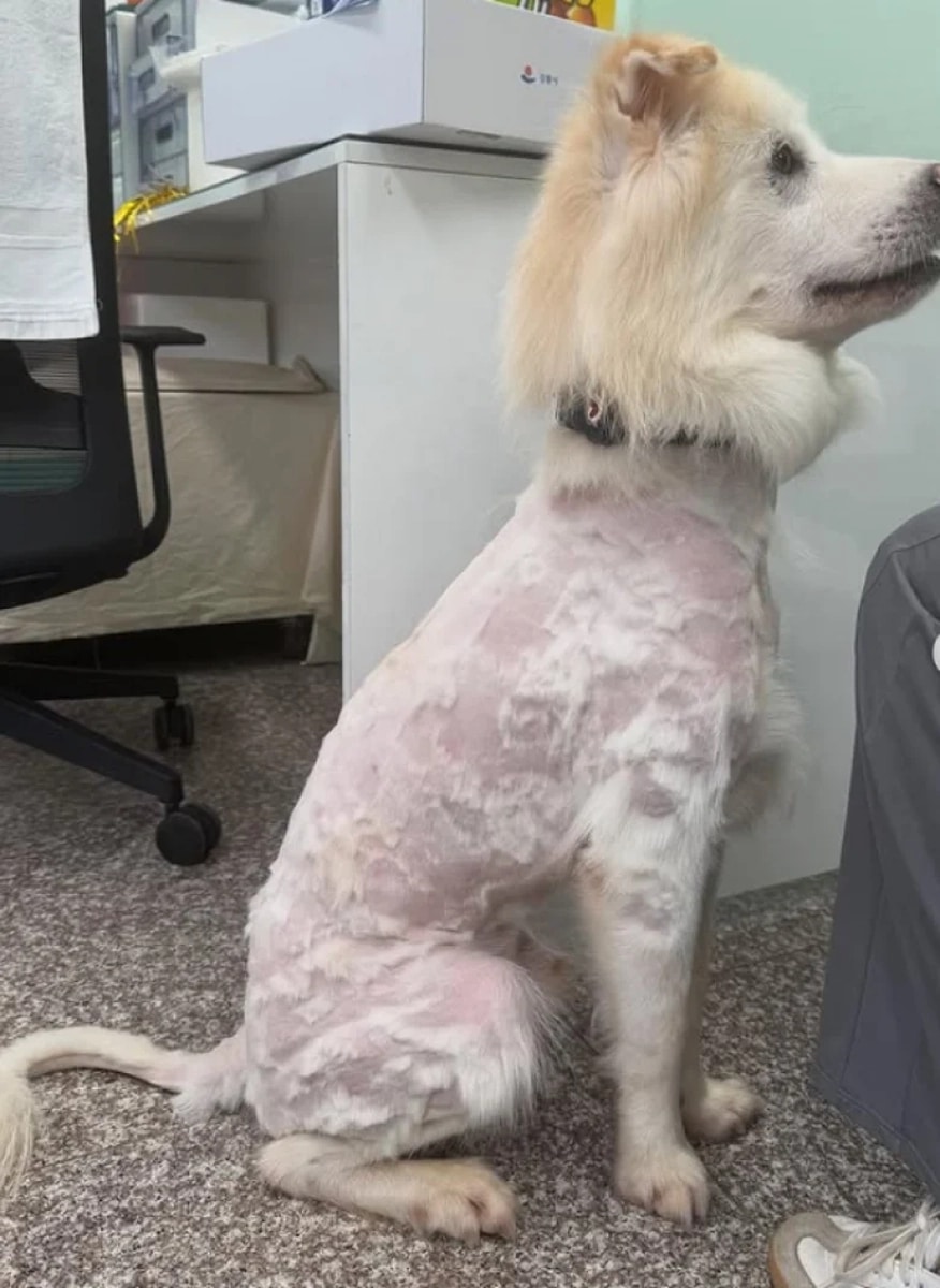 Un chien retourne au refuge 7 heures après son adoption ! On a ...