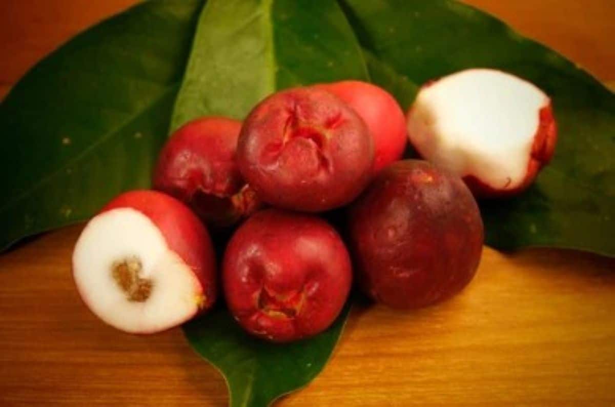 Le jambo, ce fruit tropical méconnu qui protège le cœur et prolonge la vie