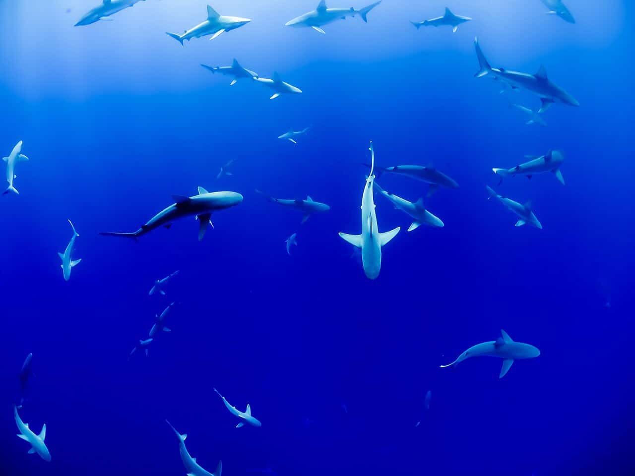 Les requins se rapprochent des plages
