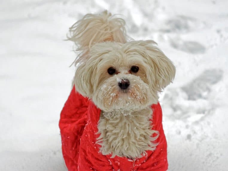 Faut-il vraiment mettre un manteau à votre chien cet hiver ? Les ...