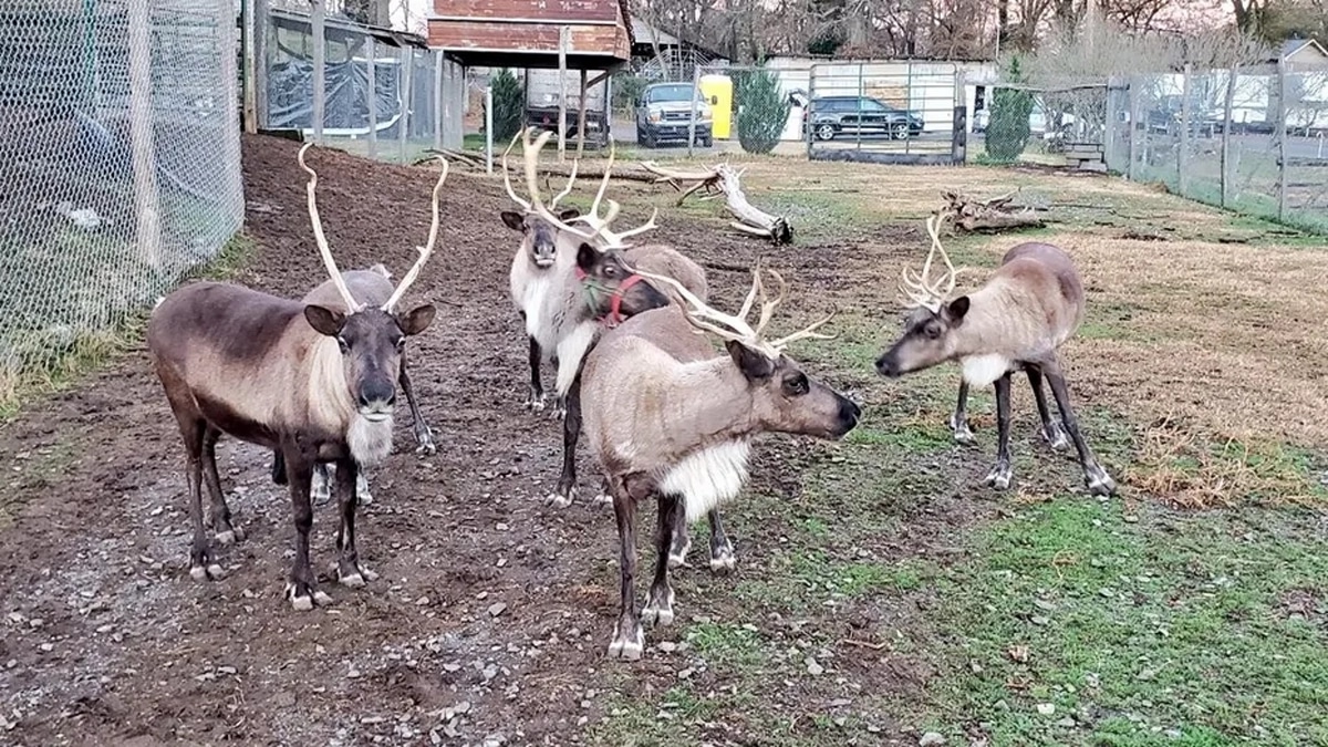Une vérité dérangeante concernant les rennes du Père Noël vient d’être ...