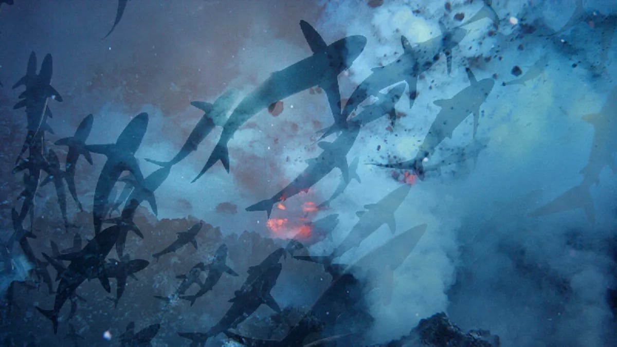 Des requins qui vivent dans un volcan actif défient toute logique et ...
