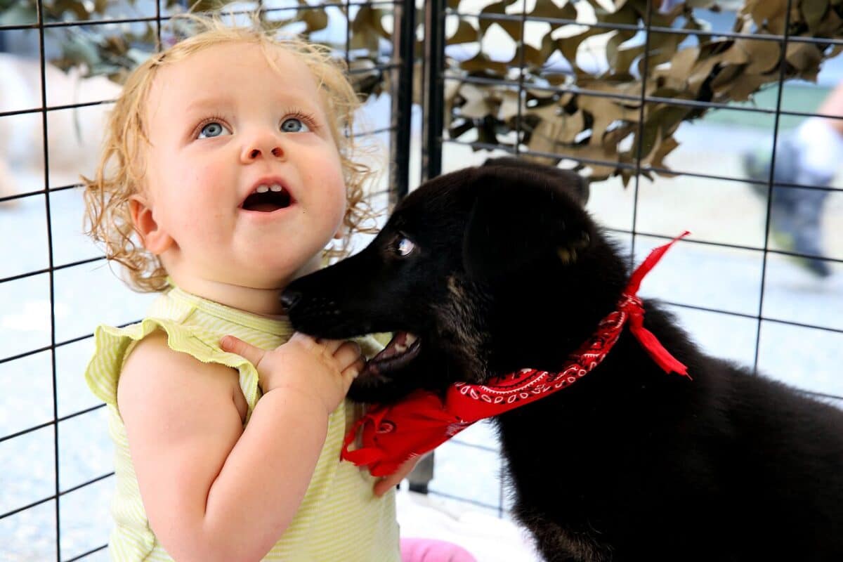 Dans un refuge, une chienne se met à “sourire” devant les visiteurs et ...