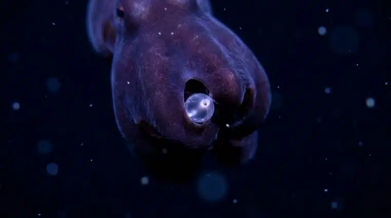 « Mon Dieu, comme il est beau » : ce poulpe bleu découvert à 1 773 m de ...