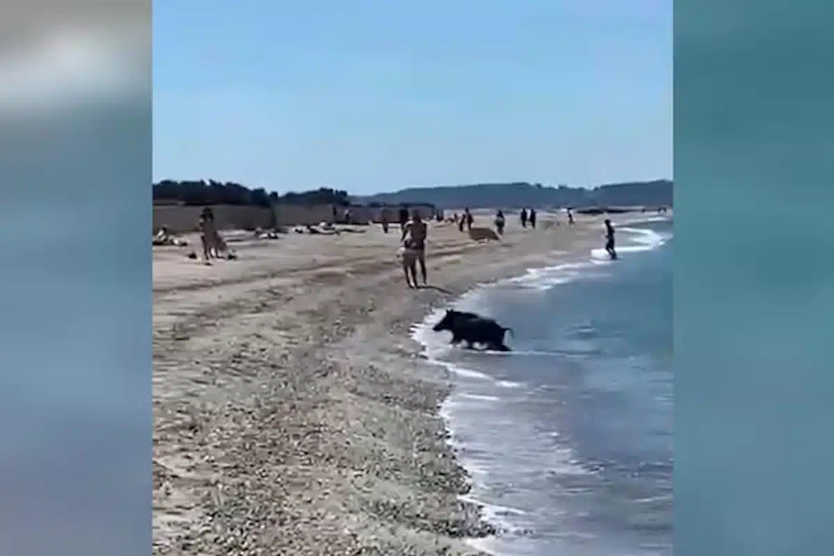 Un sanglier sème la panique sur une plage du sud de la France (vidéo)